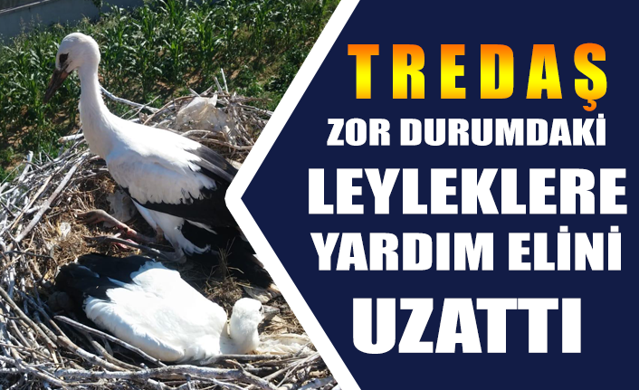 TREDAŞ’dan leylek kurtarma operasyonu - Kapaklı Gazetesi